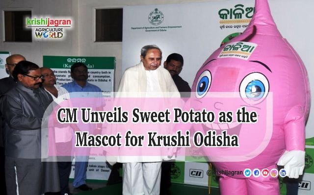 CM Unveils Sweet Potato as the Mascot for Krushi Odisha