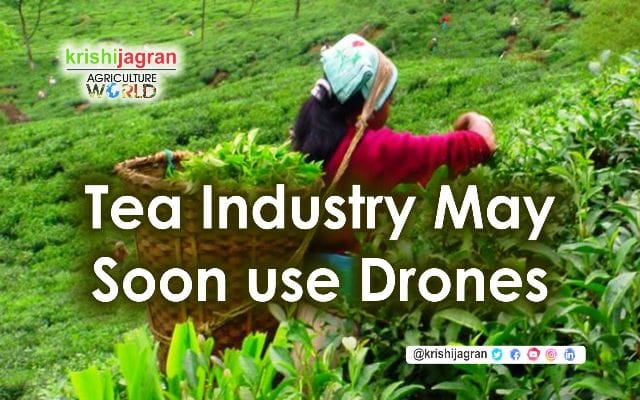 Tea Industry Considers Using Drones for Effective Crop Management