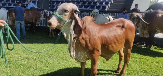 85th ExpoZebu, World’s Largest Cattle Fair Starts in Brazil