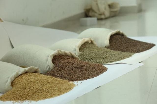 Indian Scientists Develop Coloured Wheat Varieties with Many Health ...