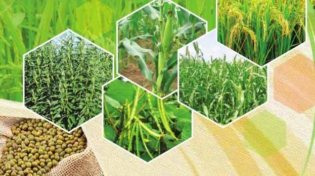 Third Advance Estimates of Production of Major Crops for 2018-19 Released