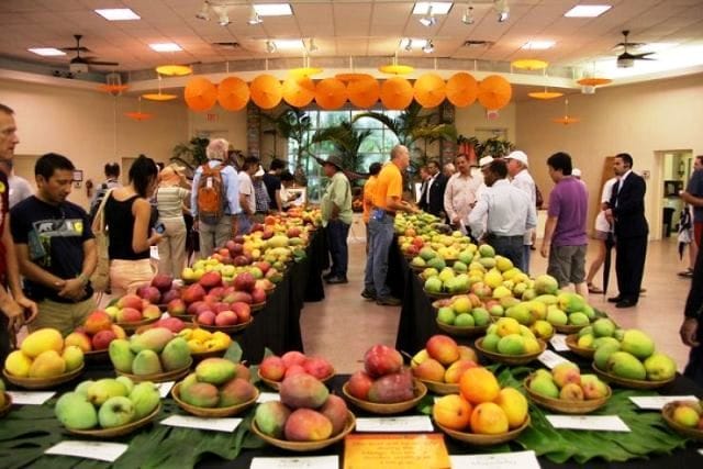 Delhi's 31st Mango Festival Displays More Than 500 Varieties of Mangoes