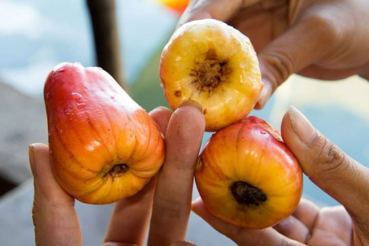 Secrets of FENI : More than an alcoholic beverage