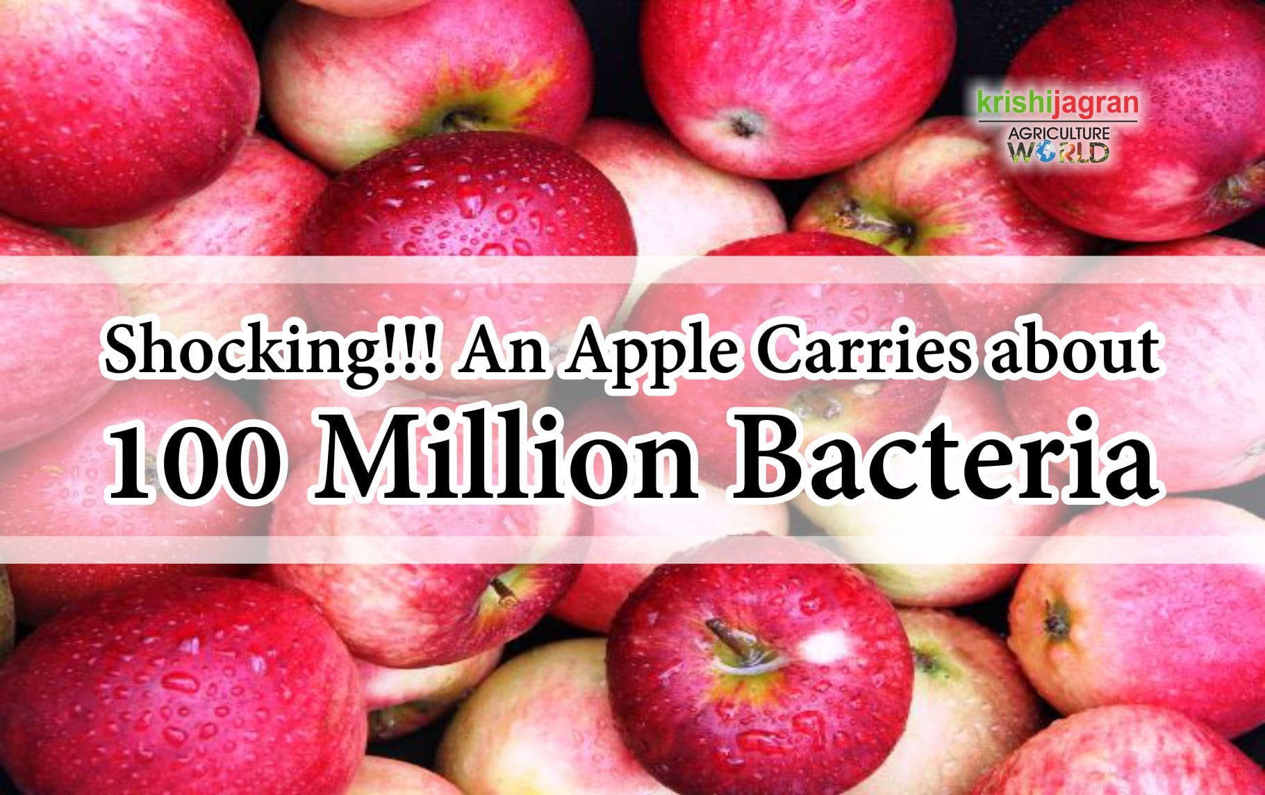 An Apple Contains about 100 Million Bacteria: Are They Good or Bad for ...