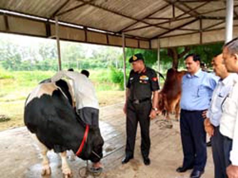 Ministry of Defense Helping Develop National Cattle Breed “Frieswal” in ...