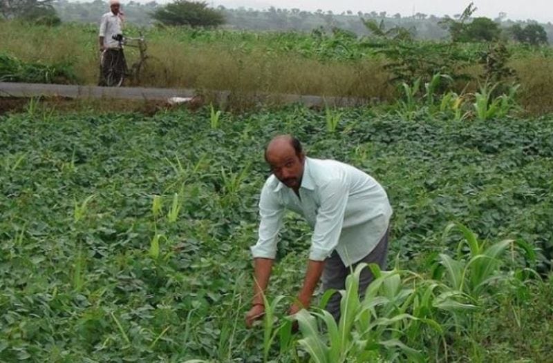 CACP Advises Government to Launch Scheme for Commercial Crops