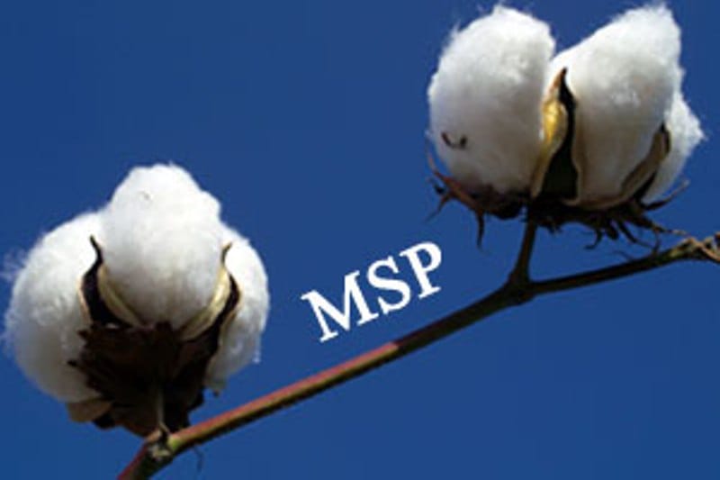 Cotton prices above MSP