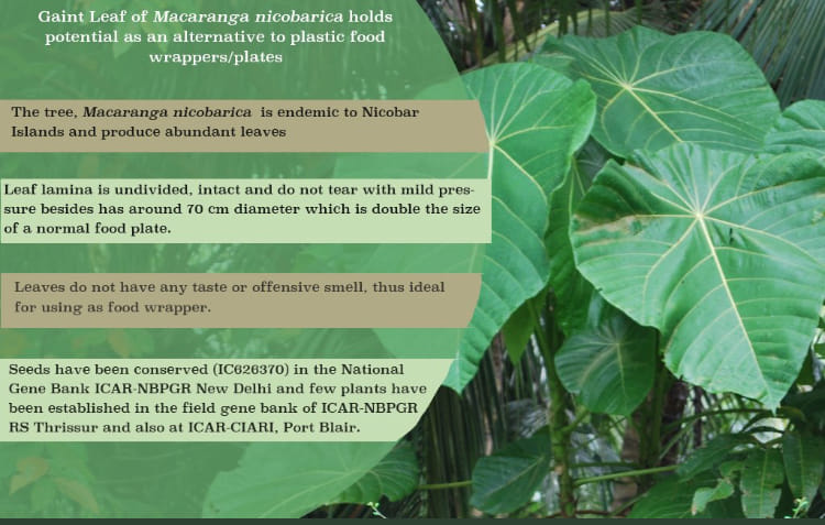 Alternative to Plastics: Giant Leaf of Macaranga Nicobarica