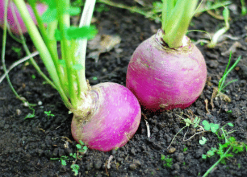 Turnip: Know the Climate & Soil Requirements, Land Preparation, Sowing ...