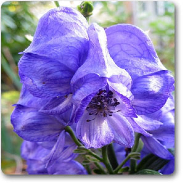 Know How to Cultivate Atis; Avail 75 percent Subsidy Given by National ...