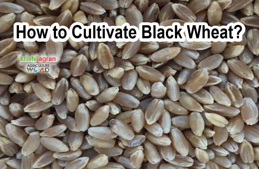 Black Wheat Farming: Incredible Benefits of This New Wheat Which ...