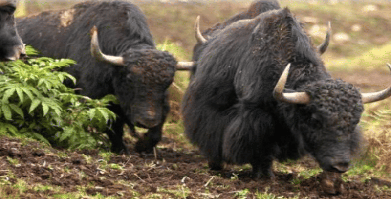 6th Yak Mela - An Effort to Promote Yak Husbandry and Enrich Yak Farmers