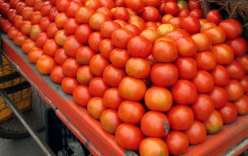 This New Tomato Variety Will Give 1400 Quintal Yield in One Hectare