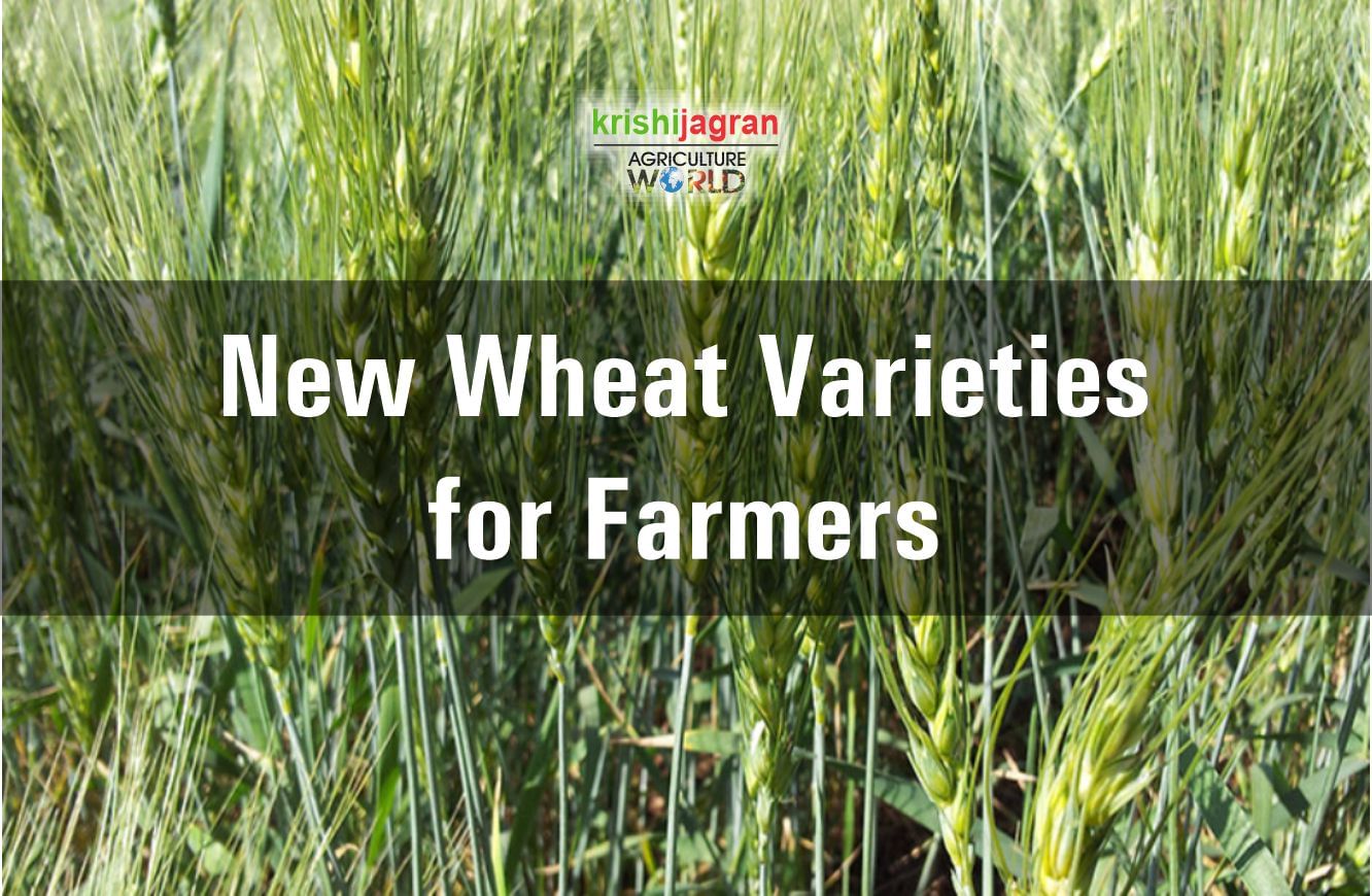 These Newly Released Wheat Varieties Have High Protein Content ...