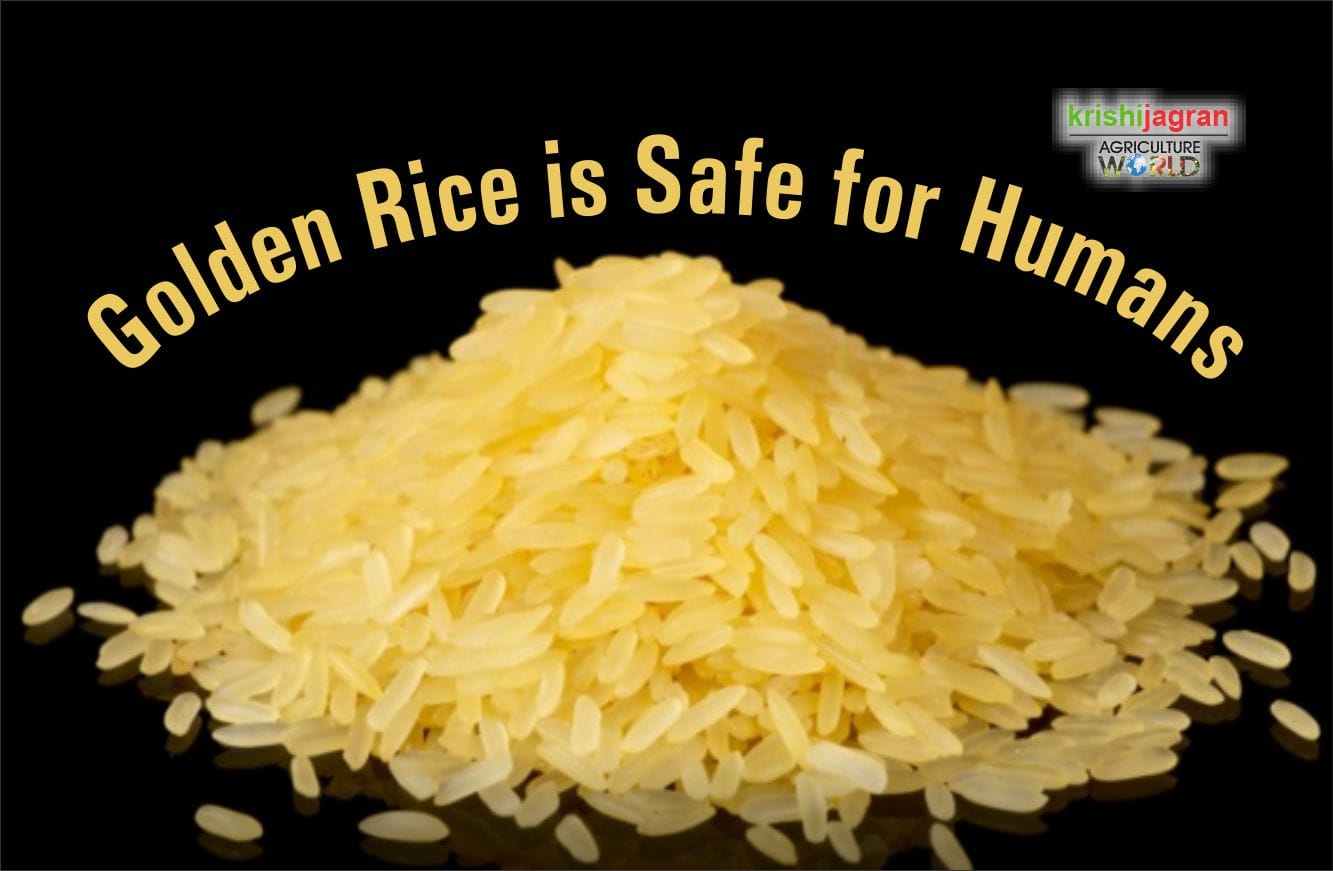 Golden Rice Gets Biosafety Approval For Direct Use as Food & Feed or ...