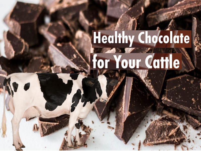 Chocolates for Animals! Feed this Healthy Fodder for Increased Milk ...