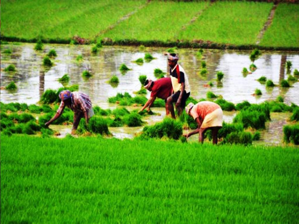 Rythu Bandhu Scheme: Govt. Releases Rs 5,100 Crore for Rabi Season
