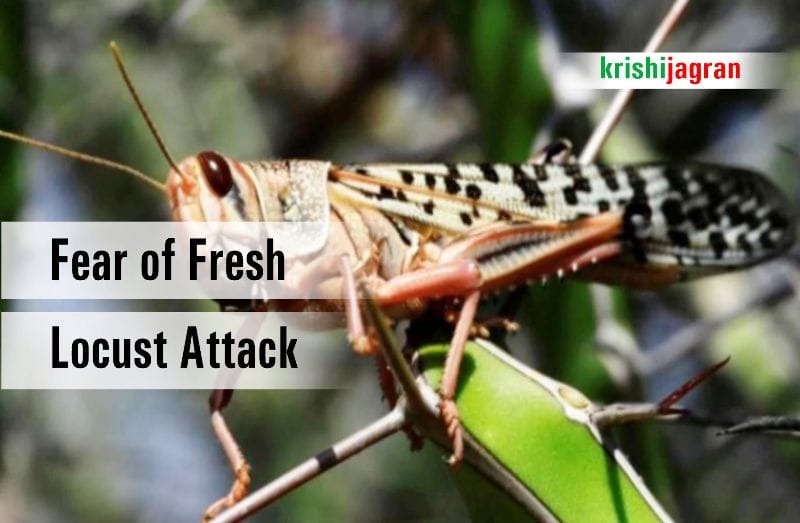 Farmers Alert! Locust Attack Knocking at the Doors Again