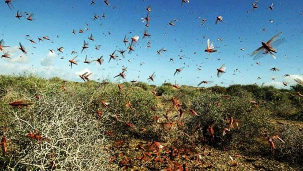 Locusts Attack in India Damages Nearly 1.5 Lakh Hectares
