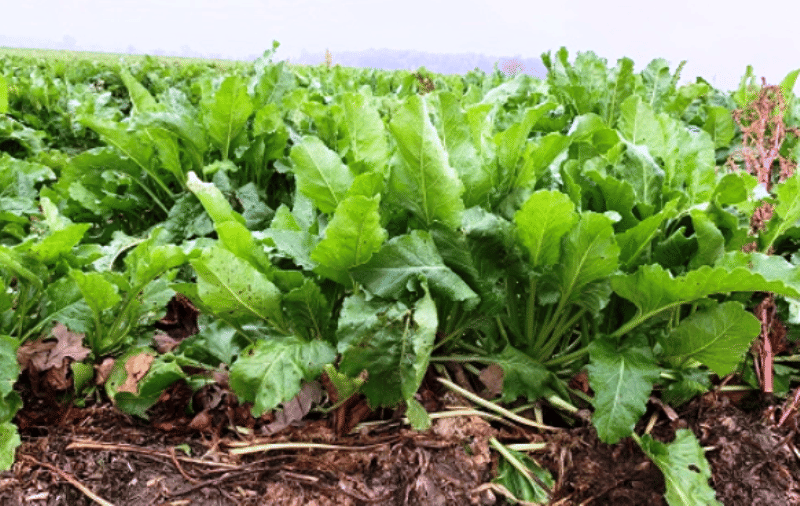 Protection of Crops from Wild Animals