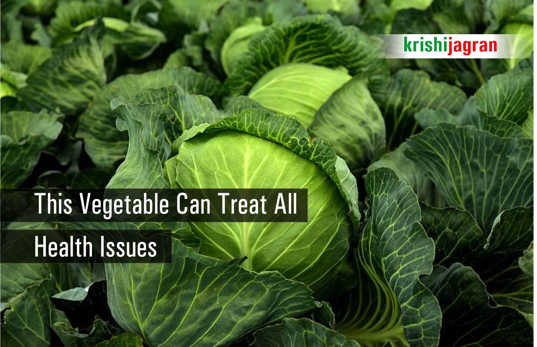 How Cabbage Helps Your Body to Treat Stomach Ulcer, Inflammation ...