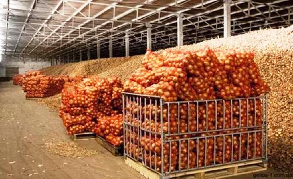 Centre to Grant 50 Crores to Create Onion Storage Facilities