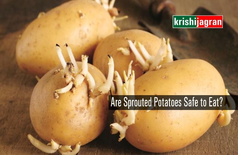 Is It Safe to Eat Sprouted Potatoes and How to Prevent It from Sprouting?