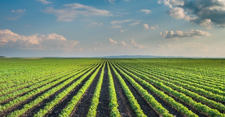 Multiple Cropping: How to Double your Production with this Modern ...