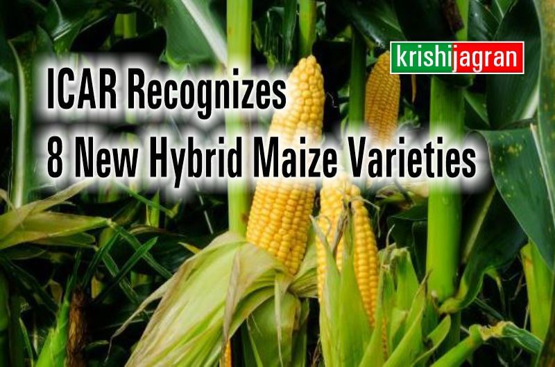 Indian Council of Agricultural Research Identifies Eight New Hybrid ...