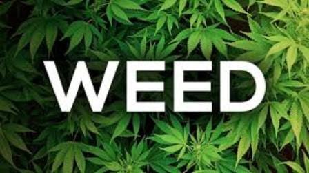 Marijuana (Ganja) & Indo-Canadian startup