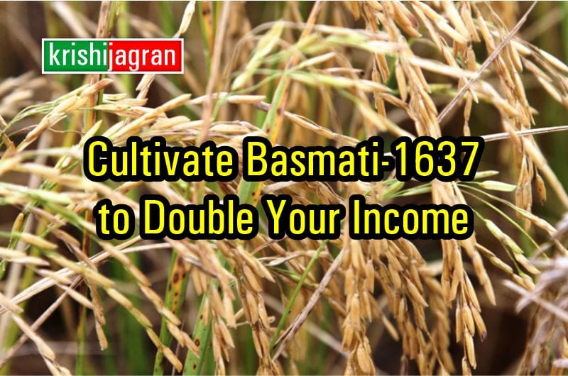 This High Yielding Variety of Basmati Rice Gives Bumper Yield of 22 to ...