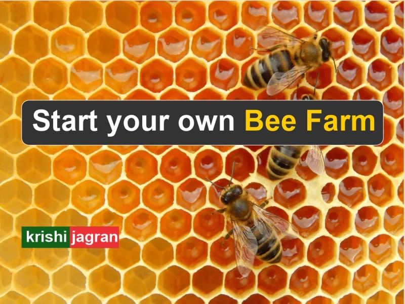 Make Huge Profits by Starting Bee Farming Business; Here’s Step by Step ...
