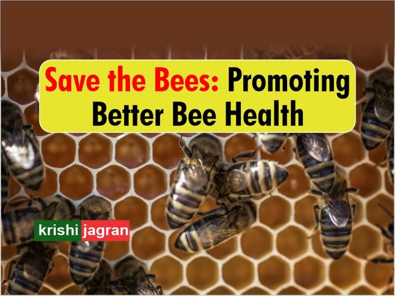 World Bee Day 2020: How Beekeepers Can Ensure Longer & Healthier Lives ...