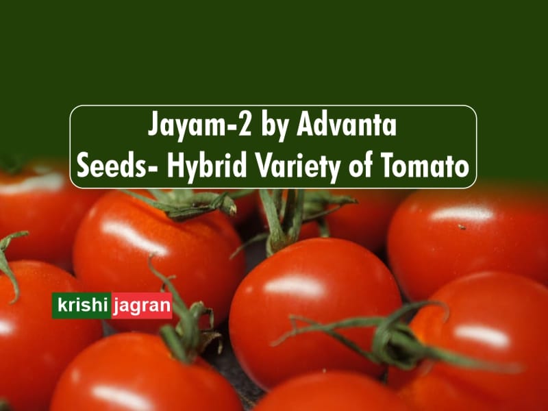 Advanta Seeds Launches New Hybrid Variety of Tomato Seeds