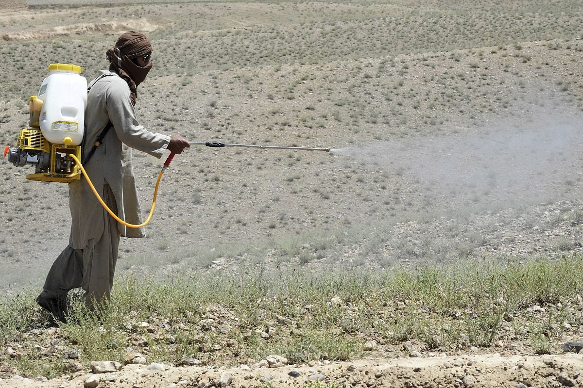 Locusts Attack: Use These Chemicals to Kill & Tackle Deadly Insects