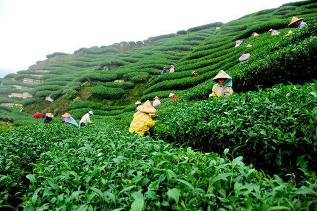 Kangra Tea Cultivation and Market Analysis