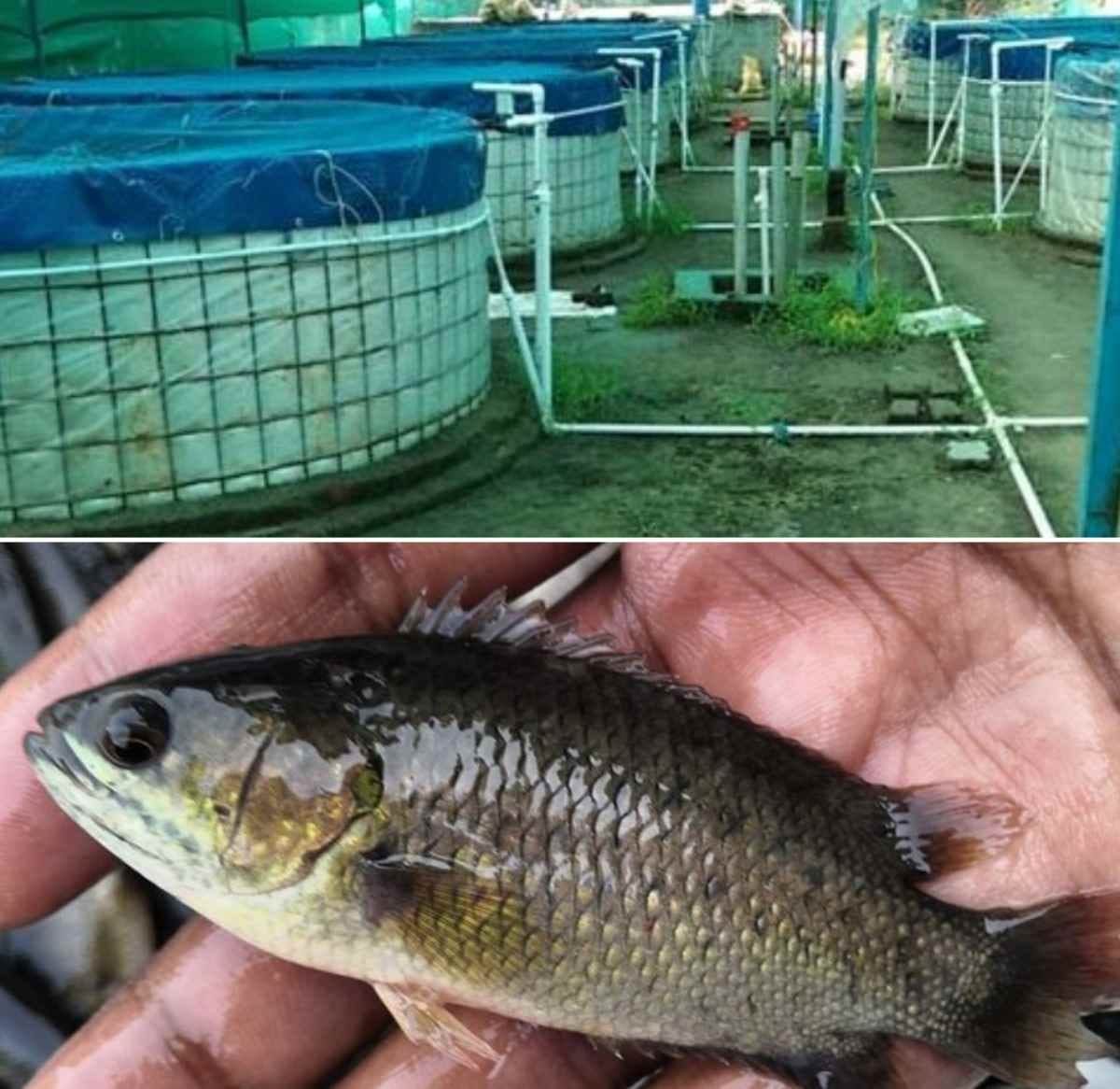 Double Your Income with Biofloc Fish Farming; Know How & Its Benefits