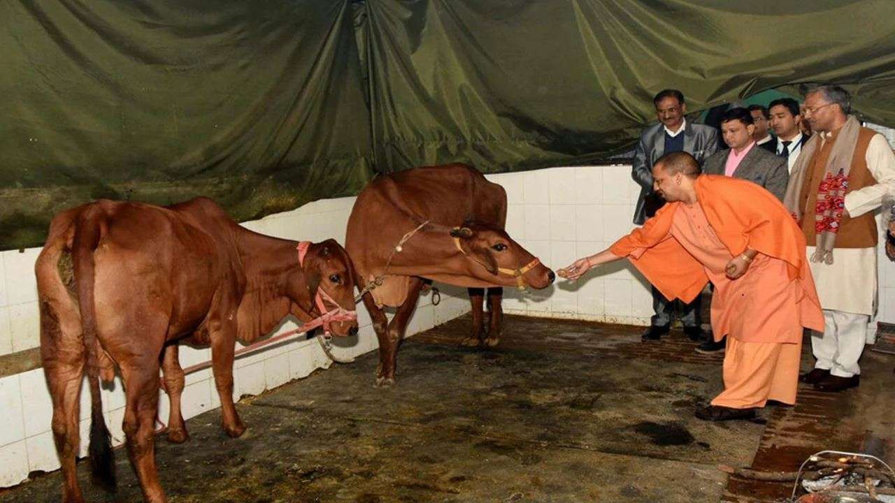 BIG NEWS: 10 Years in Jail, Rs.5 Lakhs Fine on Cow Slaughter, Ordinance ...