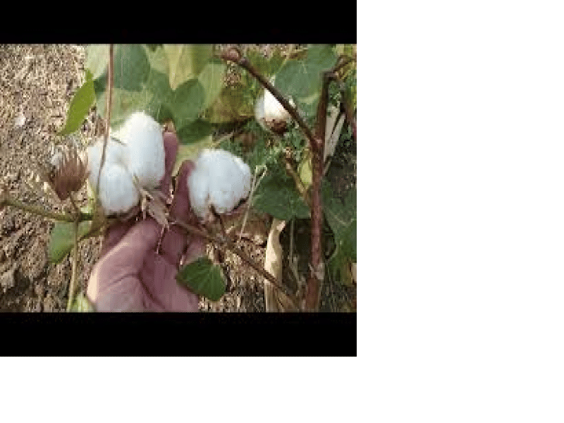 Cotton Range Bound in India But Demand Likely to Improve Near Term
