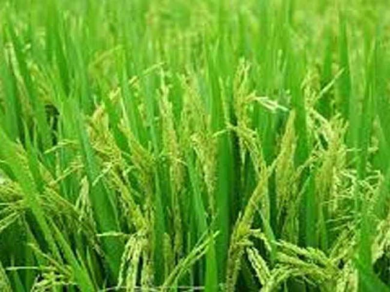 Choose the Varieties of Paddy According to Your Region & Get Maximum Yield
