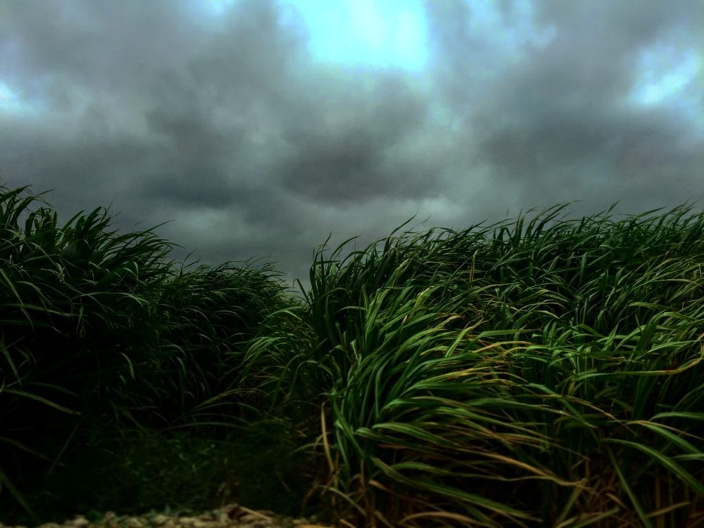 Monsoon 2020: Important Tips for Farmers to Increase Crop Productivity ...