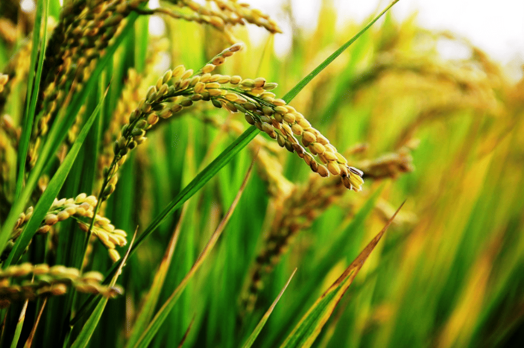 PMFBY: How Farmers Can Apply for Pradhan Mantri Fasal Bima Yojana; Step ...