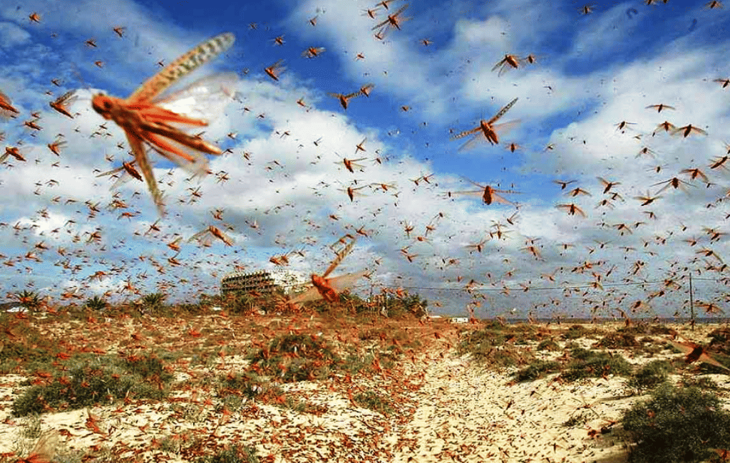 Fresh Locust Attack in Rajasthan; MP, UP, Gujarat and Haryana also at Risk