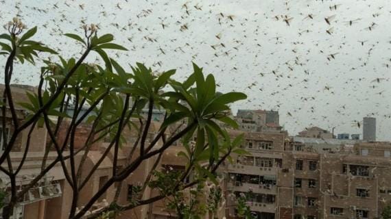 Locust Attack! Several Districts of UP including Jhansi, Prayagraj ...
