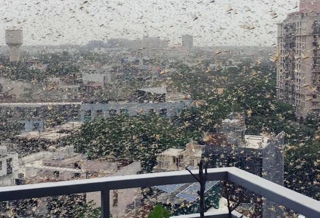 Massive Locust Attack! Swarms of Desert Locusts Reach Delhi after ...