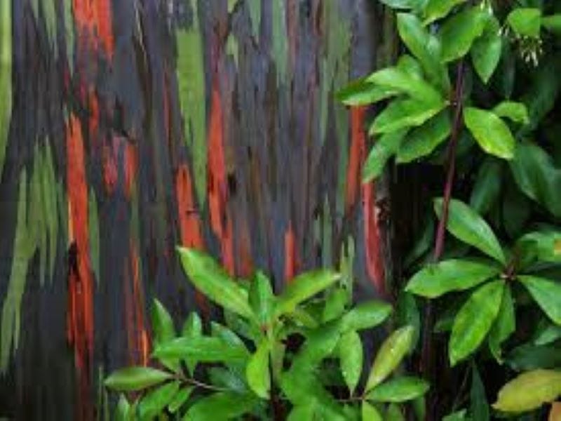 All you need to know about the Rainbow Gum or Eucalyptus deglupta