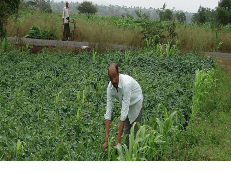 Factors worth considering while establishing Organic Farm