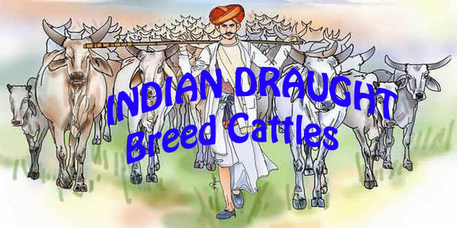 Pick, among these INDIAN DRAUGHT BREED Cattles