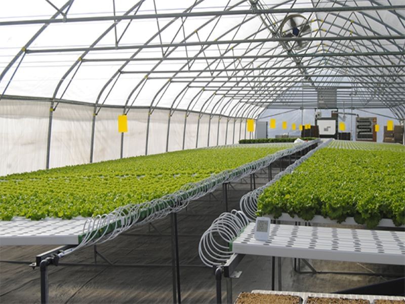 Know how Hi-tech farming can be useful for farmers