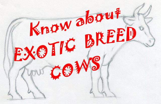EXOTIC Breeds of CATTLE